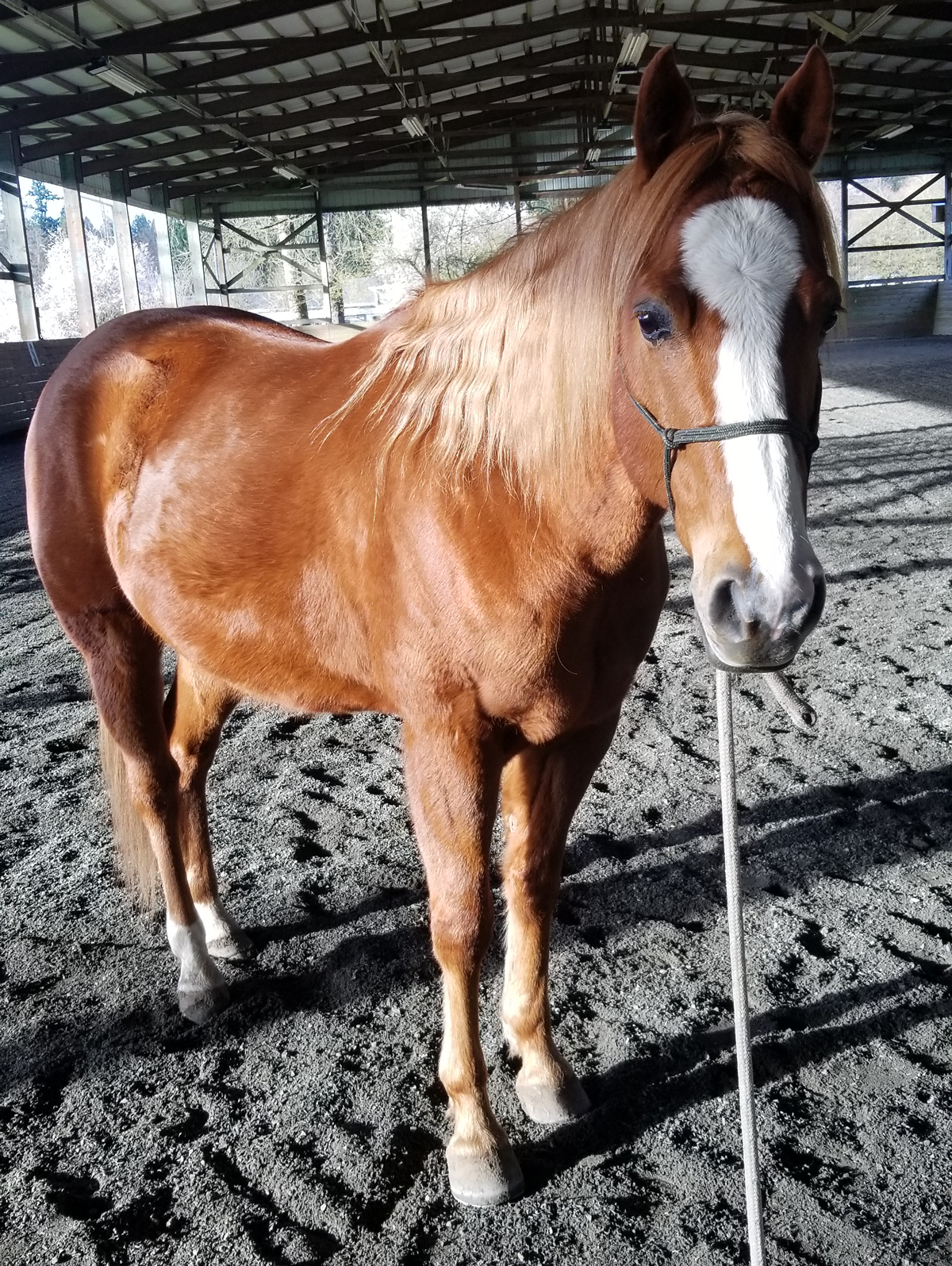 Valor Training Update Save A Forgotten Equine SAFE 