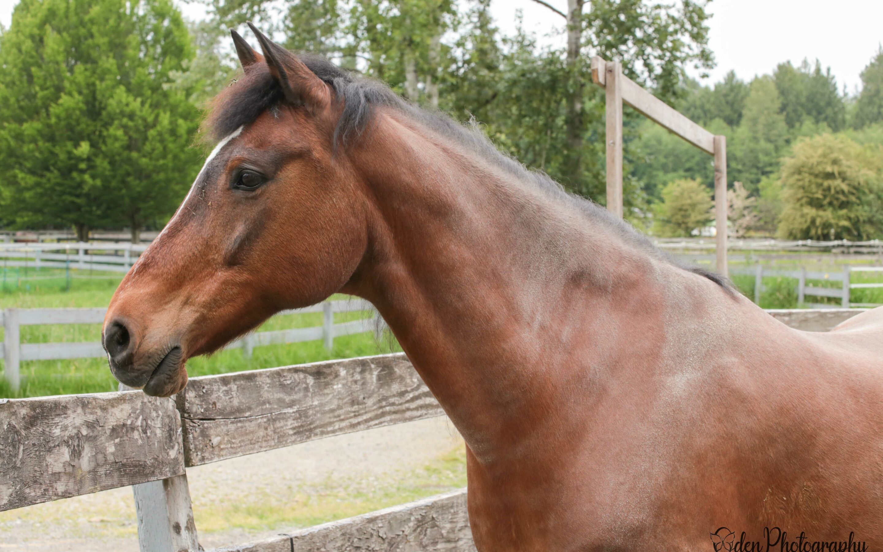 Mr Mac Save A Forgotten Equine SAFE 